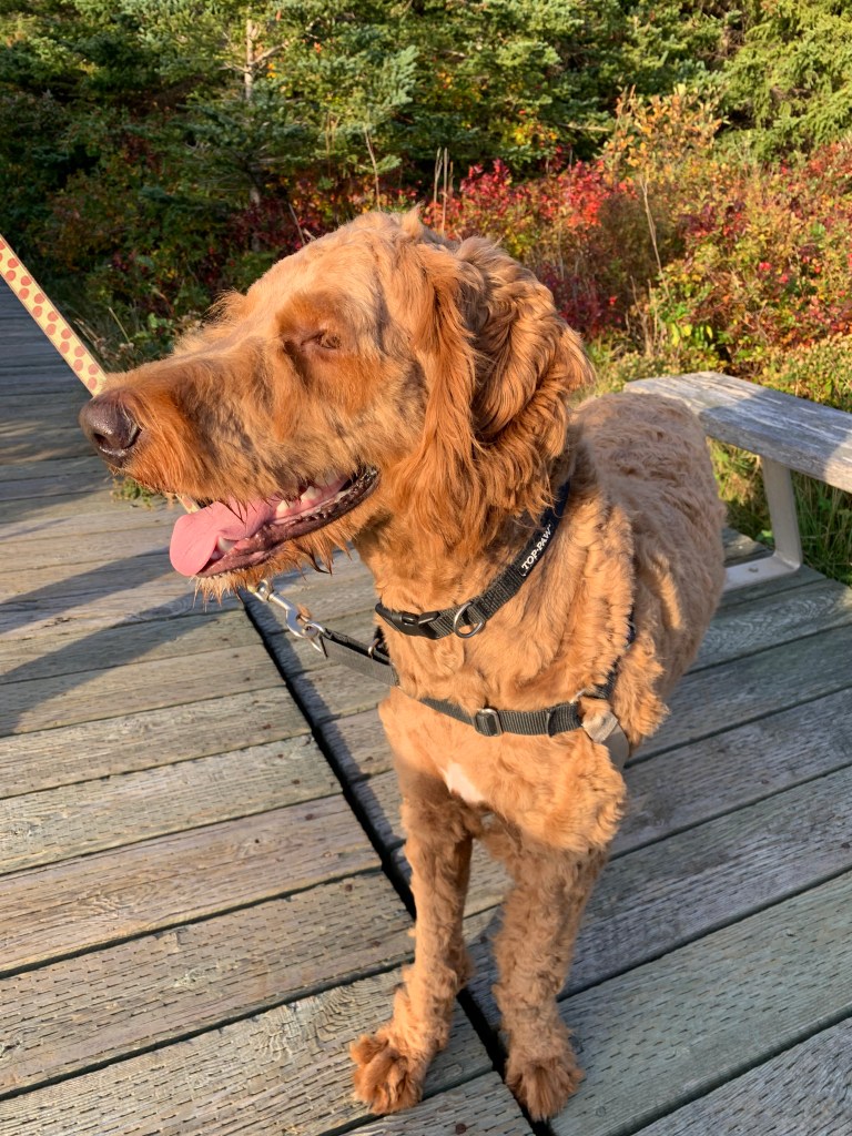 7 Great Hikes On the Cheticamp side of Cape Breton Highlands National ...